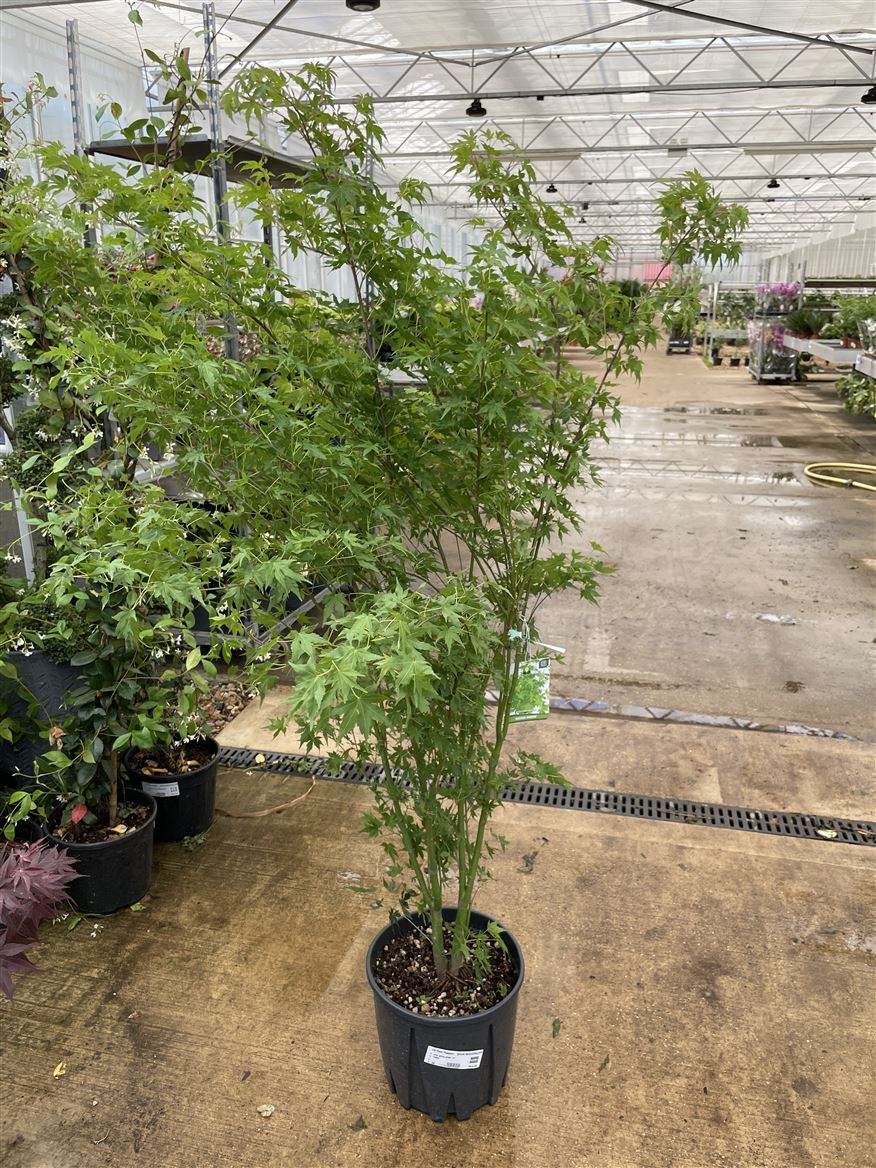 Plants & Planted Arrangements