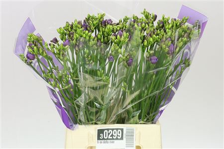 Freesia