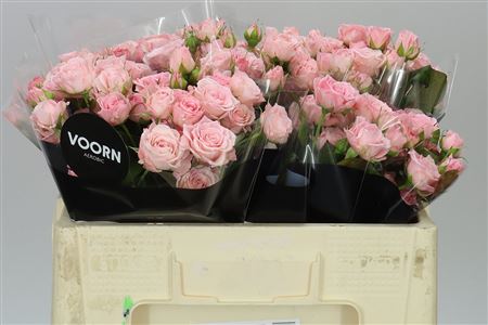 Roses Spray
