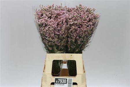 Limonium Statice