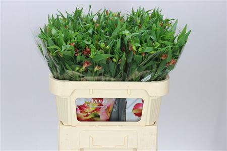 Alstromeria